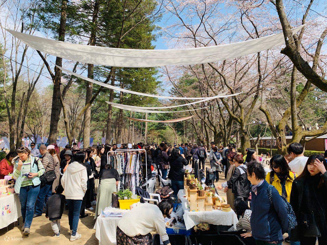 Nami Island Cherry Blossom Viewing from Seoul, South Korea - Klook